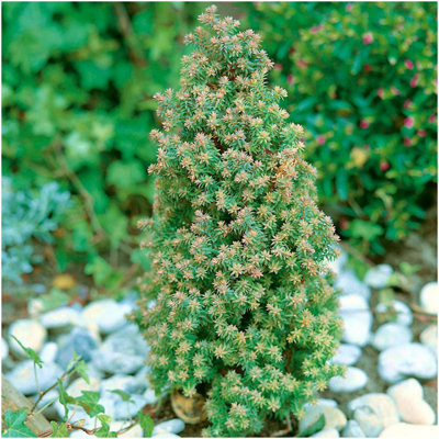 Dwarf Conifer Chamaecyparis Thyoides 'Rubicon' Evergreen Garden Shrub ...