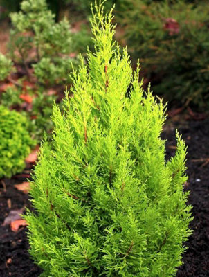 Dwarf Conifer Cupressus Macrocarpe 'Wilma' Goldcrest Lemon Cypress ...
