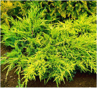 Dwarf Conifer Juniperus x Media 'Gold Coast' Evergreen Garden Shrub ...