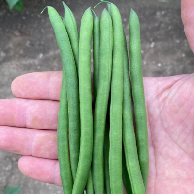 Dwarf French Bean Quartz Seeds - Heat-Tolerant High-Yielding Disease ...