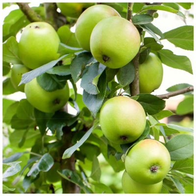 DWARF GREENSLEEVES APPLE TREE, IN A 5L POT, SELF-FERTILE,SWEET,CRISP ...