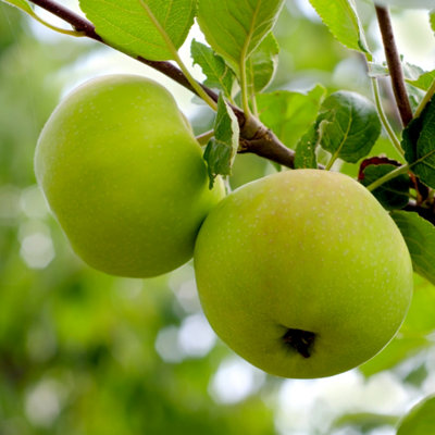 DWARF GREENSLEEVES APPLE TREE, IN A 5L POT, SELF-FERTILE,SWEET,CRISP ...