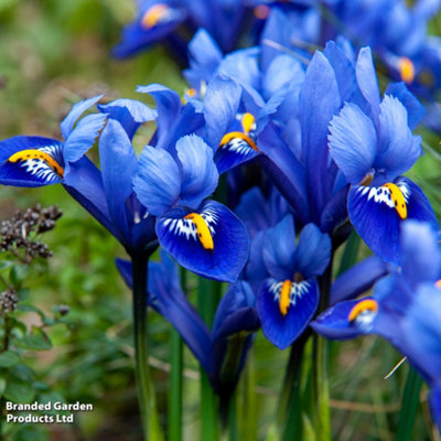 Dwarf Iris Harmony - 50 Bulbs - Spring Flowering