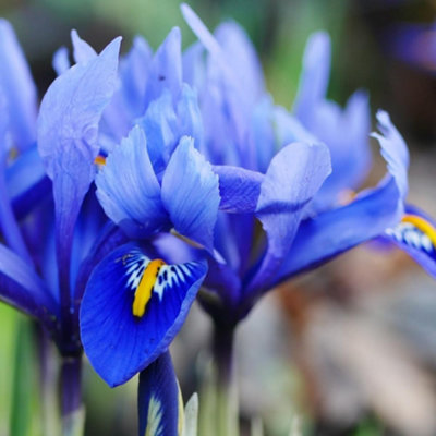 Dwarf Iris Harmony - 50 Bulbs - Spring Flowering