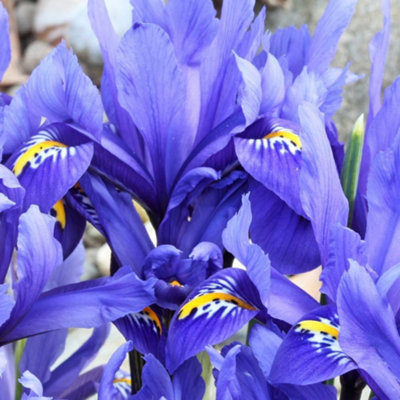 Dwarf Iris Harmony - 50 Bulbs - Spring Flowering