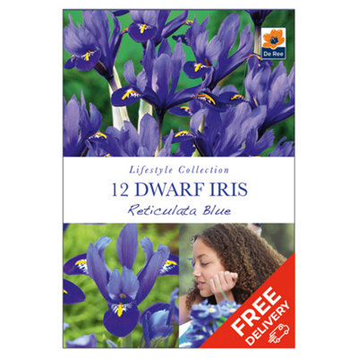 Dwarf Iris Reticulata Blue - Spring Flower Bulbs - 12 Bulbs | DIY at B&Q