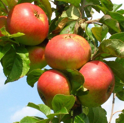 Dwarf James Grieve Apple Fruit Tree 120-150cm in a 5 Litre Pot M26 ...