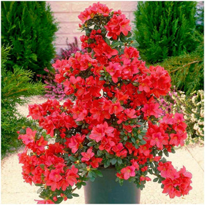 Dwarf Japanese Azalea Japonica 'Diamant Red' Deciduous Garden Shrub ...