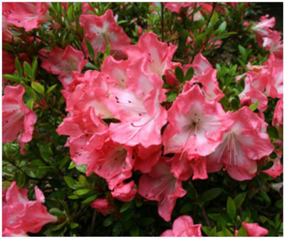 Dwarf Japanese Azalea Japonica 'Frosted Orange' Evergreen Garden Shrub ...