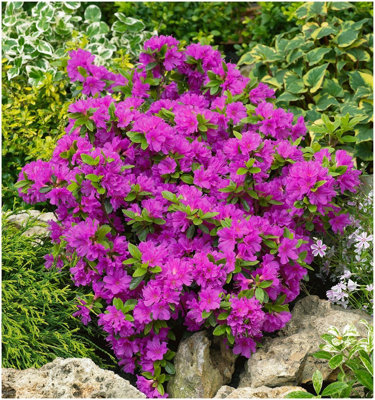 Dwarf Japanese Azalea Japonica 'Geisha Lilac' Deciduous Garden Shrub ...