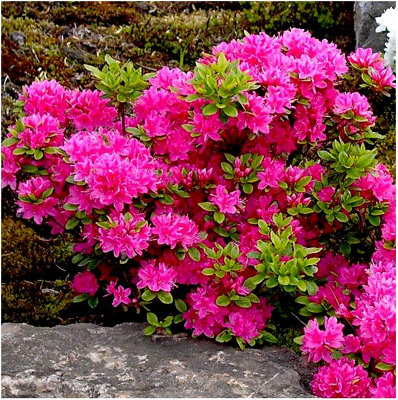 Dwarf Japanese Azalea Japonica 'Geisha Pink' Evergreen Garden Shrub (2 ...