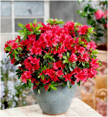 Dwarf Japanese Azalea Japonica 'Geisha Red' Evergreen Garden Shrub (9cm ...
