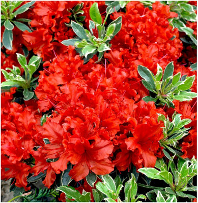 Dwarf Japanese Azalea Japonica Hot Shot Evergreen Garden Shrub (9cm Pot)