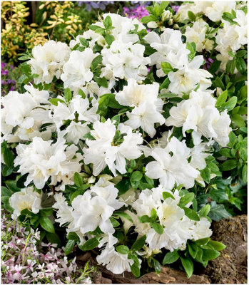 Dwarf Japanese Azalea Japonica 'Pleasant White' Deciduous Garden Shrub ...