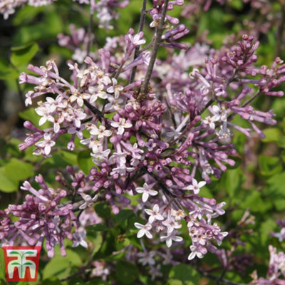 Dwarf Lilac Standard Potted Plant in 2 Litre Potted Plant x 1 ...
