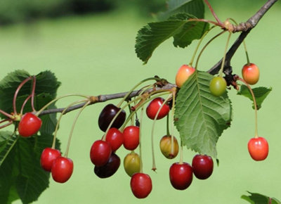 Dwarf Morello Cherry Fruit Tree 3-4ft Tall Gisela 5 Rootstock 3 Litre ...