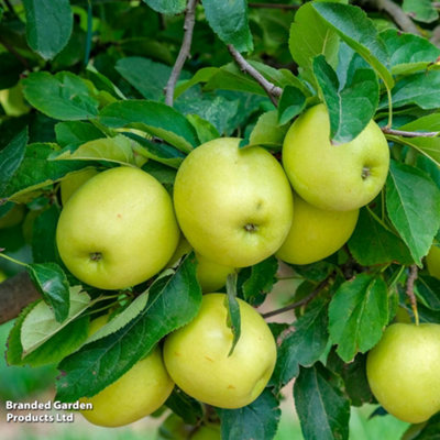 Dwarf Patio Apple Tree - Apple (Malus) Mini Yellow Golden 9cm Potted ...