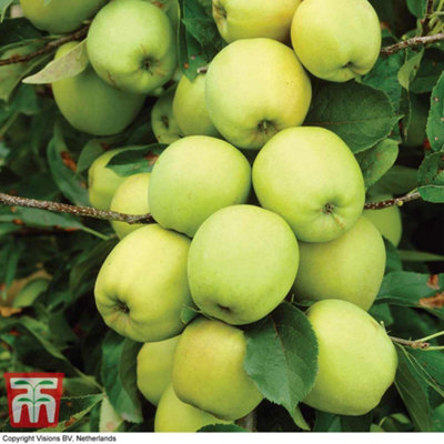 Dwarf Patio Apple Tree - Apple (Malus) Mini Yellow Golden 9cm Potted ...