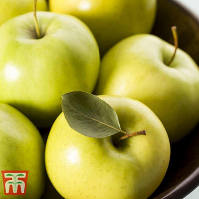 Dwarf Patio Apple Tree - Apple (Malus) Mini Yellow Golden 9cm Potted ...