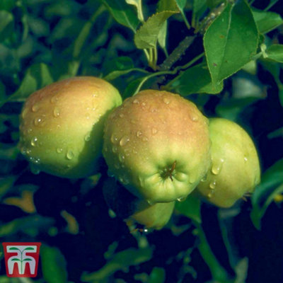 Dwarf Patio Apple Tree - Apple (Malus) Mini Yellow Golden 9cm Potted ...