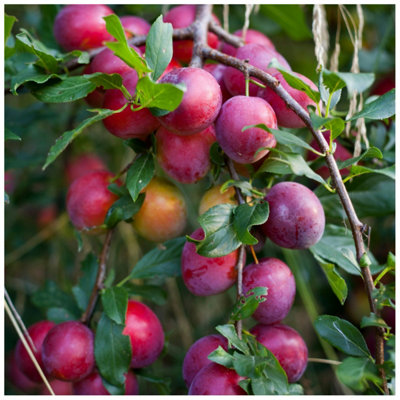 Dwarf Patio Big Juicy Victoria Plum Tree,Self Fertile & Juicy, Ready to ...