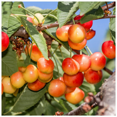 Dwarf Patio Bigarreau Napoleon Cherry Tree 5L Pot, Red-Flushed, Sweet ...