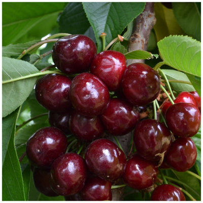 Dwarf Patio Burlat Cherry Tree in a 5L Pot, Miniature, Dark Red, Sweet ...