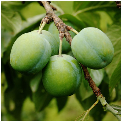 DWARF PATIO CAMBRIDGE GAGE PLUM TREE IN A 5L POT, MINIATURE, SELF ...