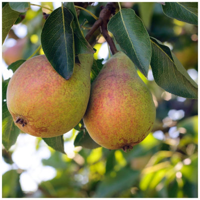 Dwarf Patio Clapp's Favourite Pear Tree in 4L Pot, Juicy Dessert Pear ...