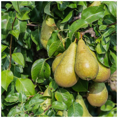 Dwarf Patio Conference Pear Tree, Self-Fertile & Heavy Cropper, Ready ...