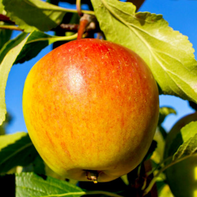 Dwarf Patio Cox's Orange Pippin Apple Tree In 5L Pot, Miniature ...