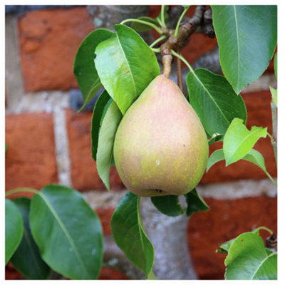 Dwarf Patio Doyenne Du Comice Pear Tree, Dessert Pear With Fine Flavour