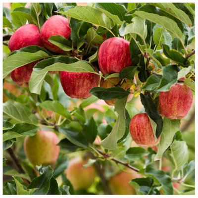 Dwarf Patio Gala Apple Tree in a 5L Pot, Miniature, Ready to Fruit ...