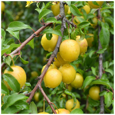 Dwarf Patio Golden Gage Plum Tree in a 5L Pot, Miniature, Self-Fertile ...