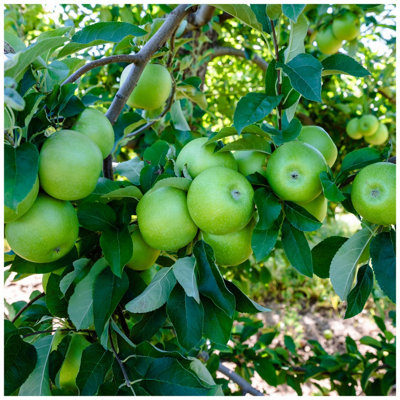 Dwarf Patio Granny Smith Apple Tree in 5L Pot, Miniature, Ready to ...