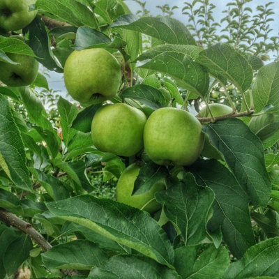 Dwarf Patio 'Grenadier' Self-Fertile Apple Tree, Ready to Fruit ...