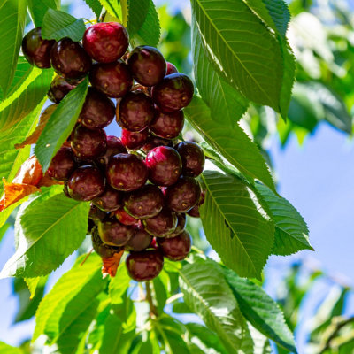 Dwarf Patio Hedelfinger Cherry Tree, Ready to Fruit, Juicy & Sweet Dark ...