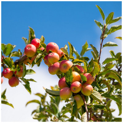 Dwarf Patio Laxton's Superb Apple Tree, Ready to Fruit, Crisp, Sweet ...