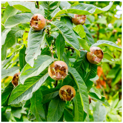 Dwarf Patio Medlar 'Nottingham'Tree Ready to Fruit,Self-Fertile,Good ...
