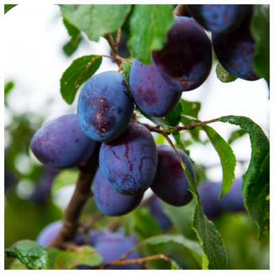 Dwarf Patio Merryweather Damson Tree , Self-Fertile & Heavy Cropping ...