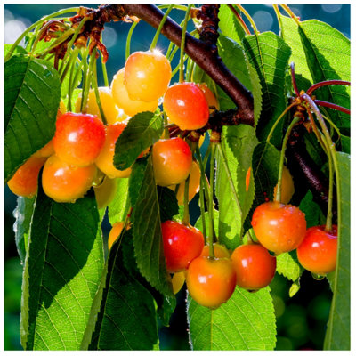 Dwarf Patio Merton Glory Cherry Tree 5L Pot Large, Red-Flushed, Sweet ...