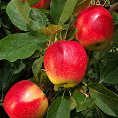 Dwarf Patio Mini Gala Apple Fruit Tree 3-4ft Supplied in a 5 Litre Pot ...
