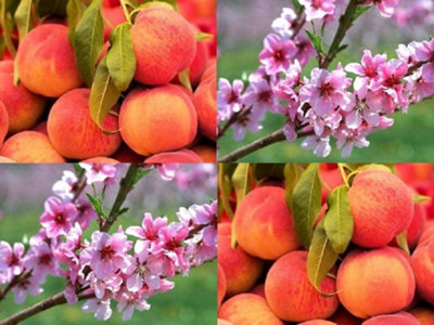 Dwarf Patio Mini Prunus Persica Peach Fruit Tree 3-4ft Supplied in a 5 ...