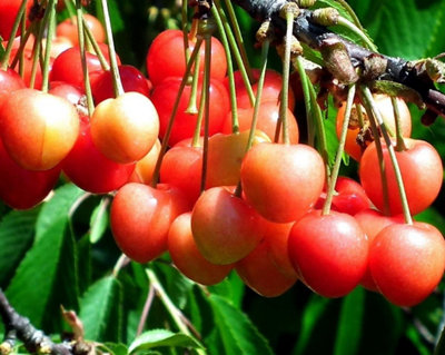 Buy Dwarf Patio Napolean Cherry Fruit Tree 3-4ft Supplied in a 5 Litre ...
