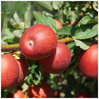 Dwarf Patio Red Devil Apple Tree in 5L Pot, Miniature Tree, Self ...