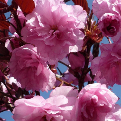 Dwarf Patio Royal Burgundy Flowering Japanese Cherry Tree 3-4ft ...