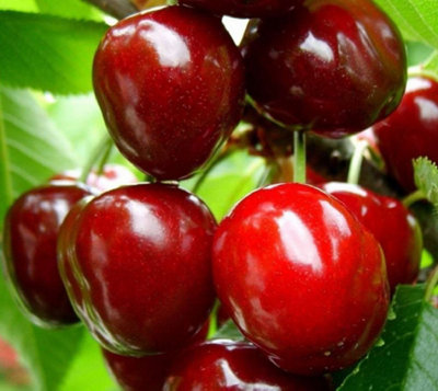 Dwarf Patio Sunburst Cherry Fruit Tree 3-4ft Supplied in a 5 Litre Pot