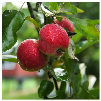 Dwarf Patio Worcester Pearmain Apple Tree, Ready to Fruit,Self-fertile ...