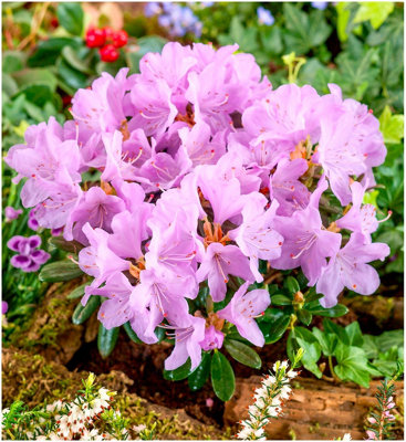 Dwarf Rhododendron Japonica 'Snipe' Evergreen Garden Shrub (9cm Pot)