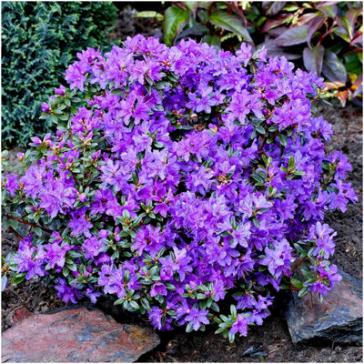 Dwarf Rhododendron Japonica 'St Merryn' Evergreen Garden Shrub (9cm Pot)